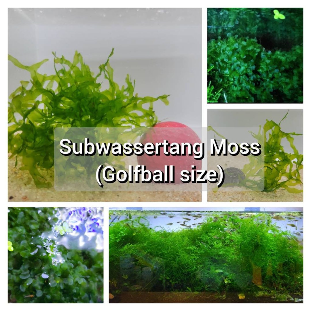 Subwassertang Moss Aquarium Moss golfball Size - Etsy