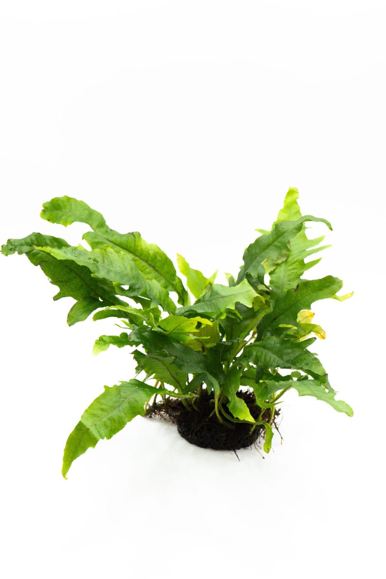 Java Fern 'lionfish' (microsorum Pteropus) on Nutripad - Rare Live ...
