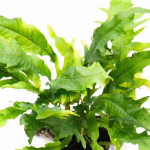Java Fern 'lionfish' (microsorum Pteropus) on Nutripad - Rare Live ...