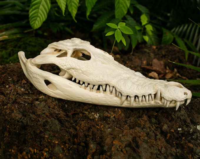 Three-toed Sloth Skull Replica museum Quality - Etsy