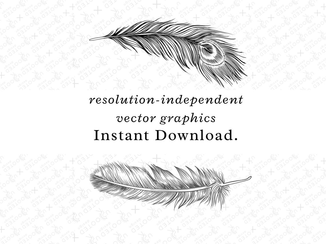 Feather Svg Feathers Svg Feather Clipart Feather Svgs Feather Vector Feathers Vector