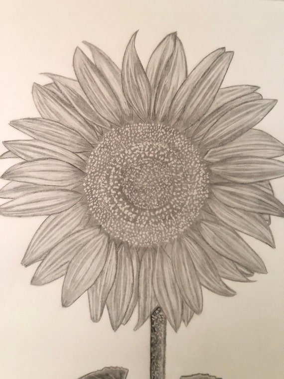 Abstract Sunflower Drawings In Graphite