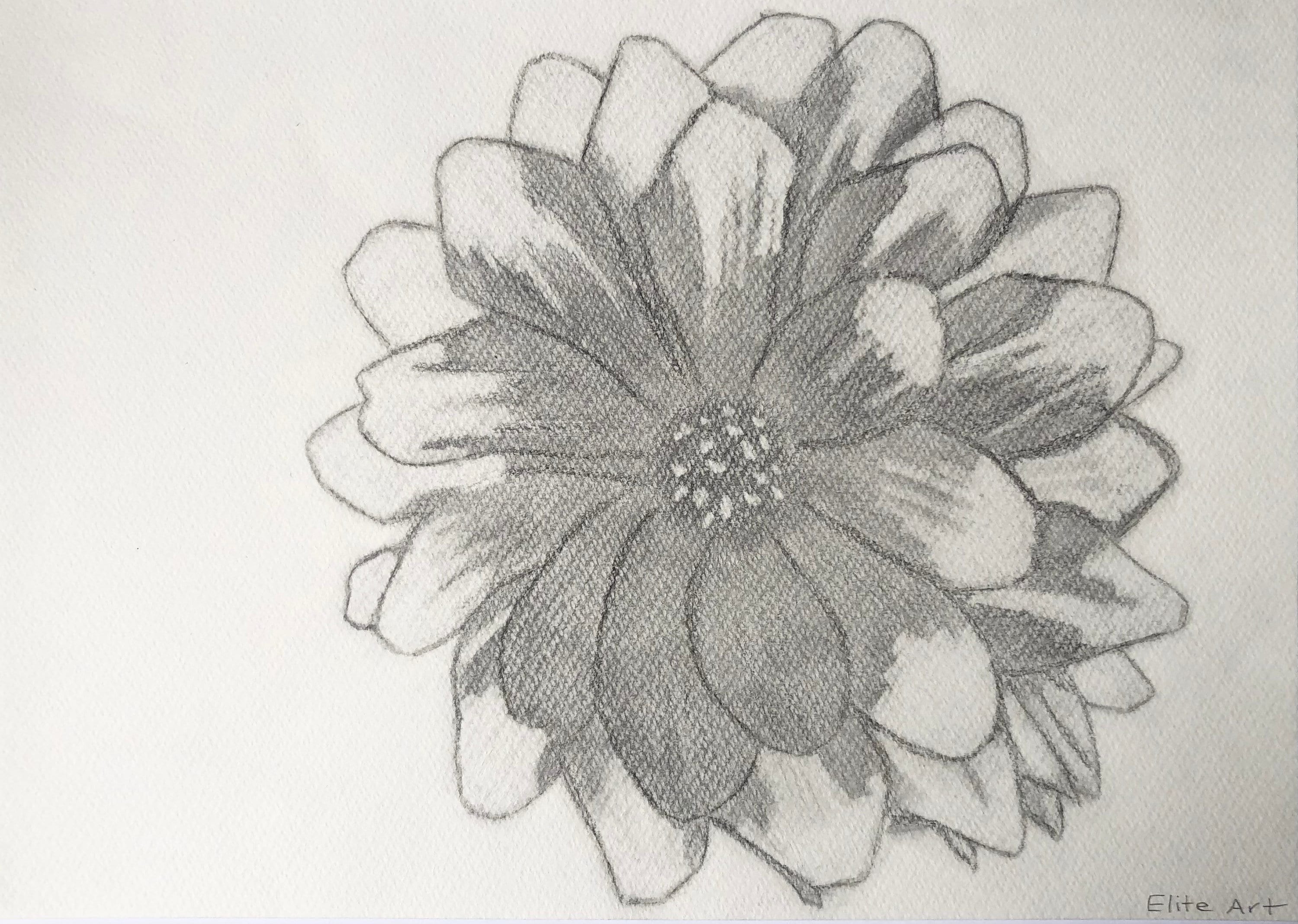 Black And White Shaded Flower Drawing