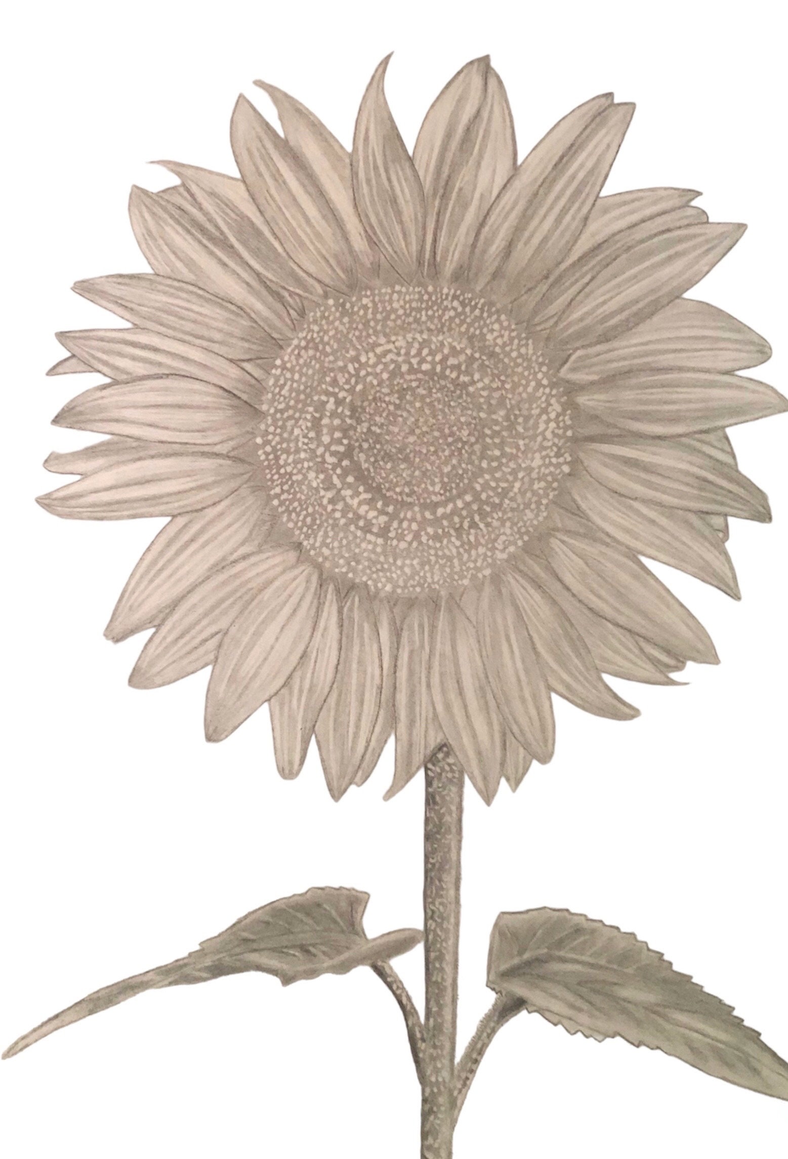 Abstract Sunflower Drawings In Graphite