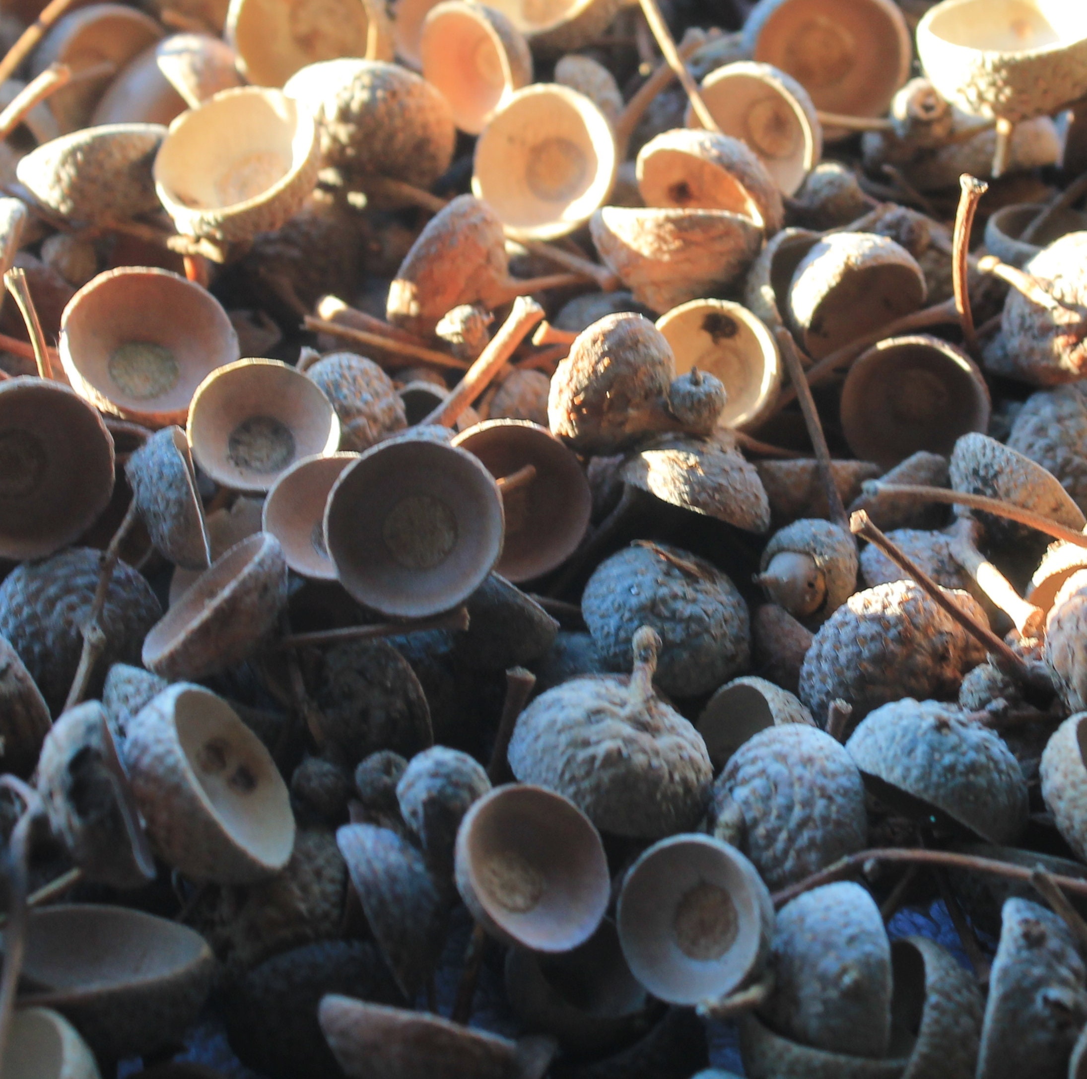 Oak Acorns Acorn Caps Natural Craft Supplies Acorns for Crafting ...
