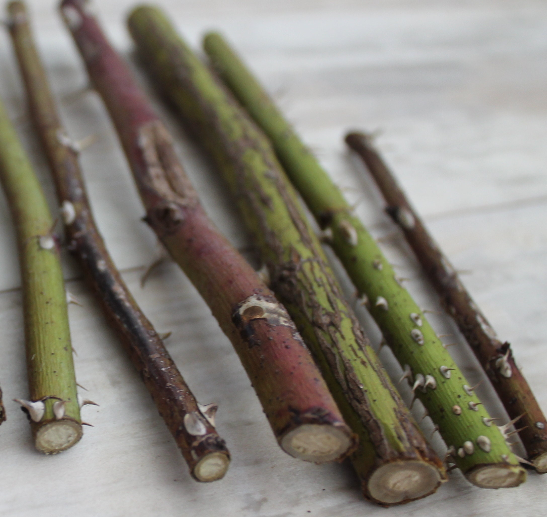 Rose Stem Thorn Branches Dried Flowers Stems Rosehip Branches Natural ...