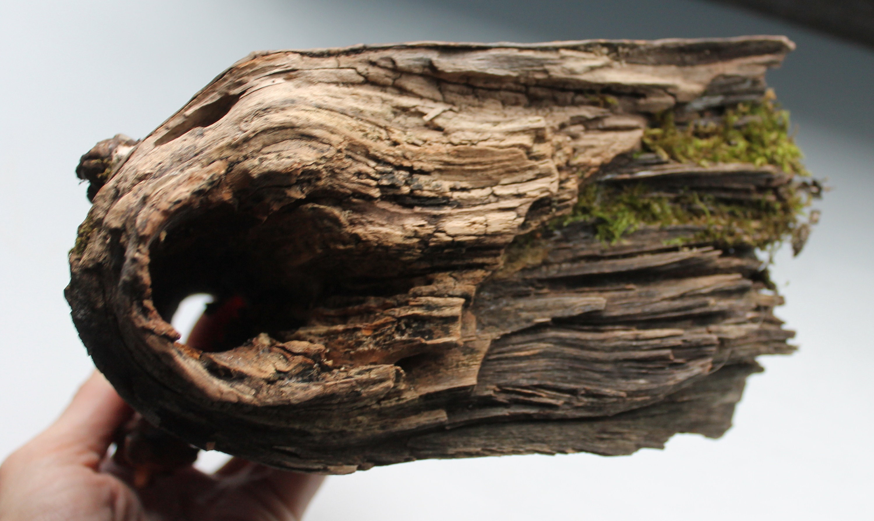 Wood Stump Willow Branches Natural Craft Supplies Wood Log Diy Kits for ...