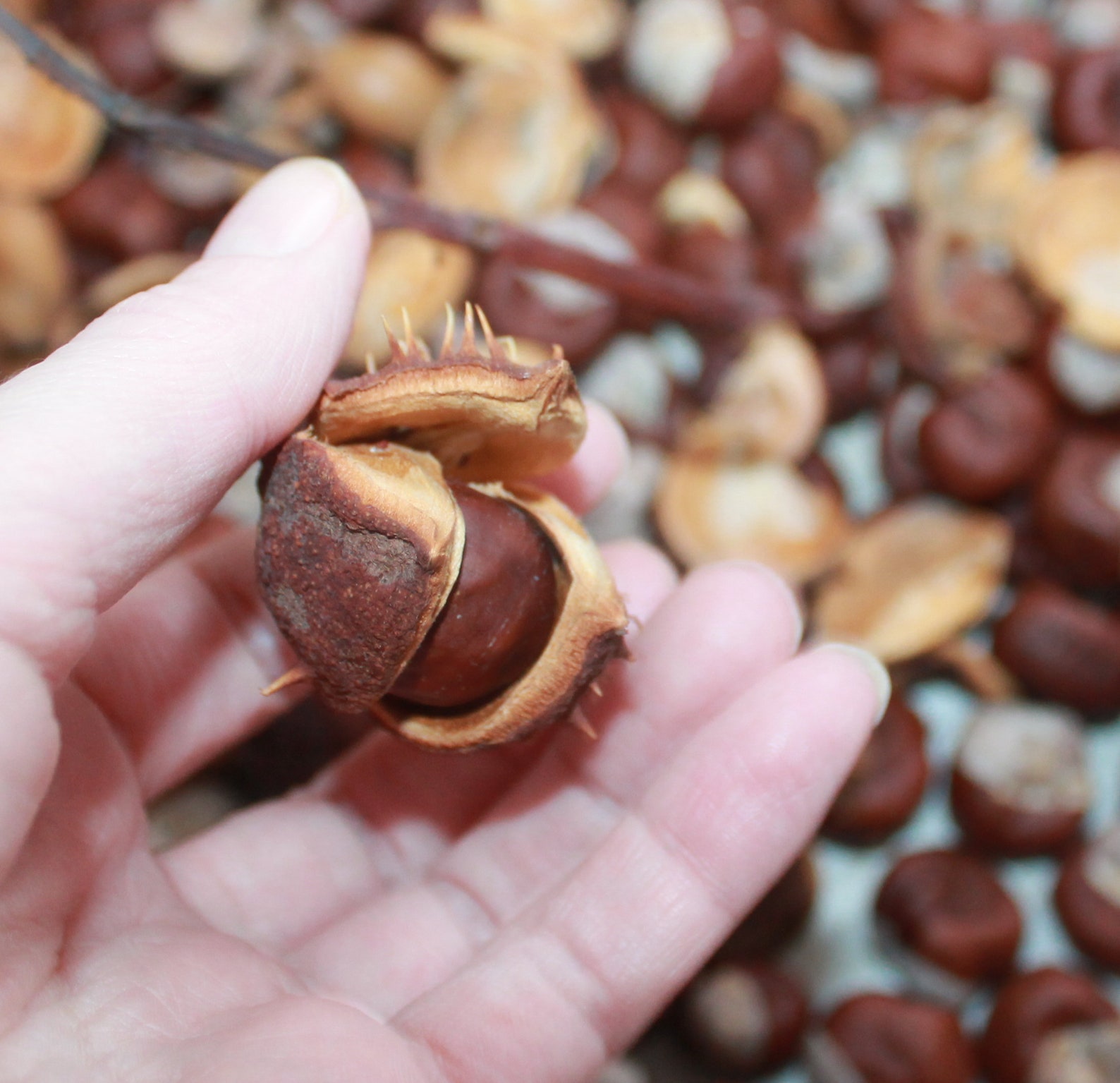 Horse Chestnut Rustic Home Decor Real Dried Chestnuts Florist Supplies ...