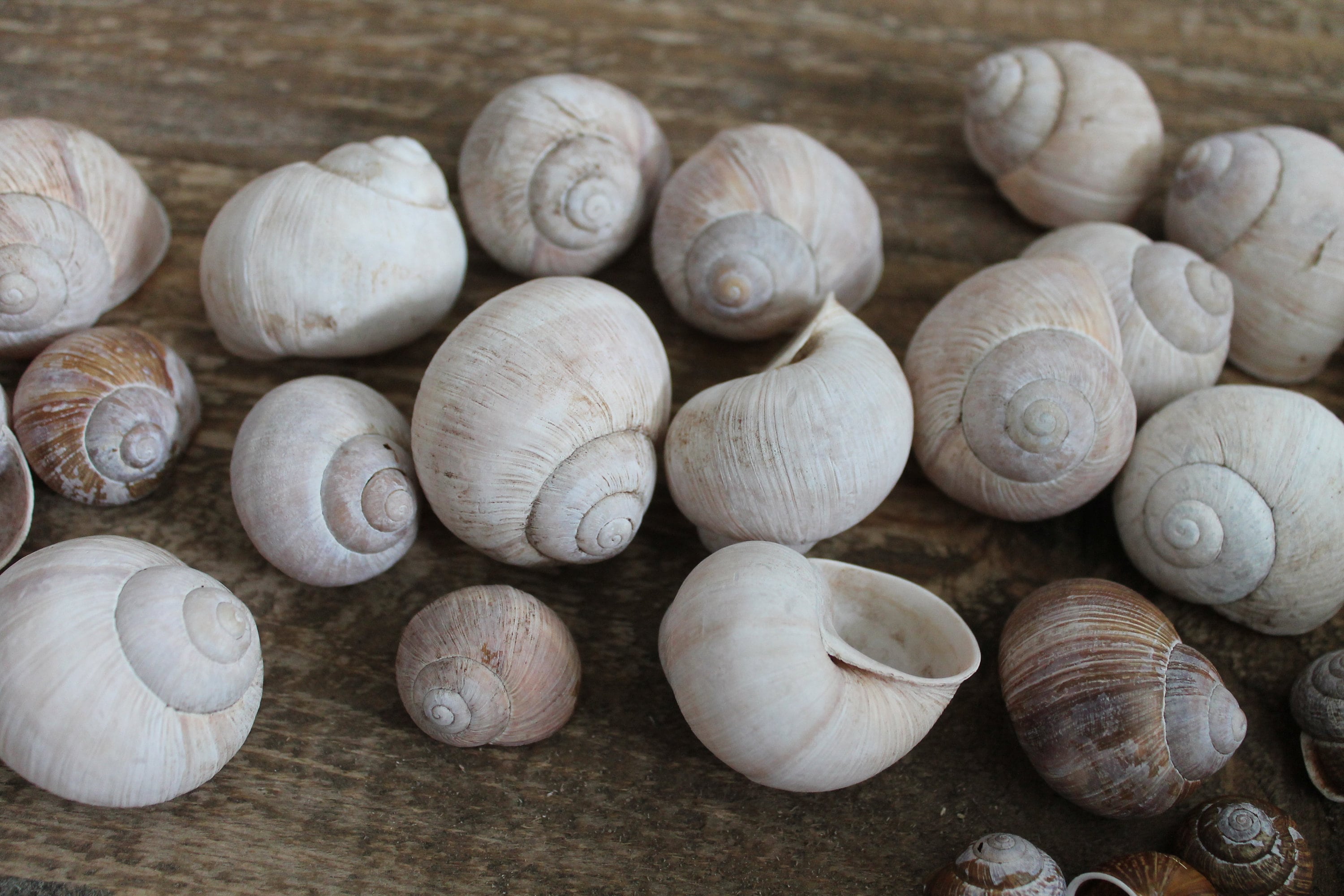 Snail Shells Natural Craft Supplies Fairy Garden Kit Rustic Home Decor ...