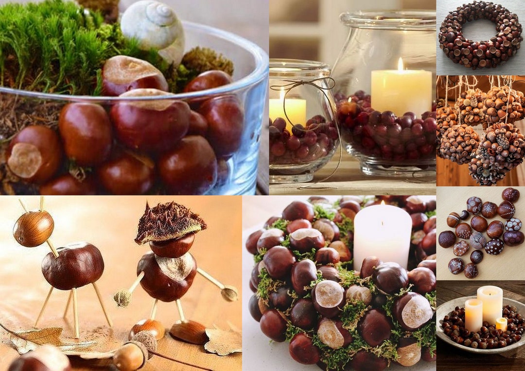 Horse Chestnut Rustic Home Decor Real Dried Chestnuts Florist - Etsy