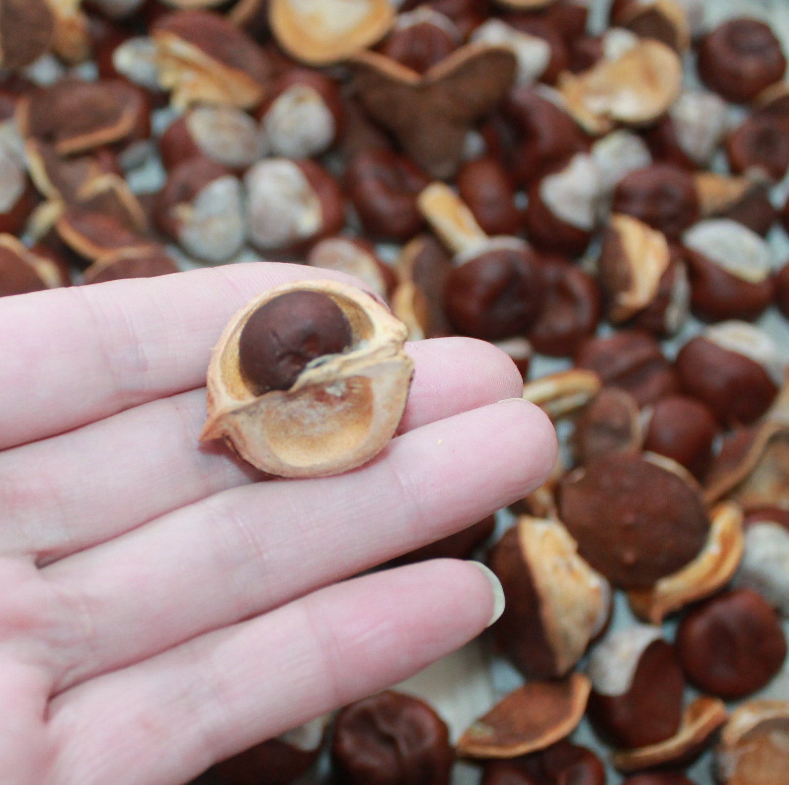 Horse Chestnut Rustic Home Decor Real Dried Chestnuts Florist Supplies ...