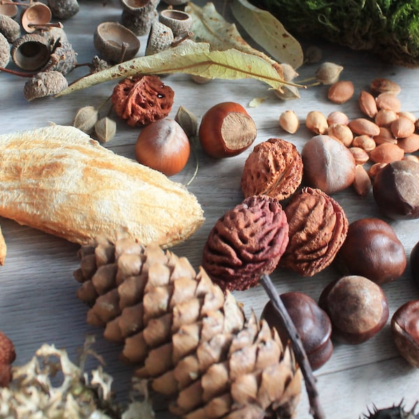 Birch Slices Small Wood Rounds Craft Wood Pieces Tree Rounds for DIY ...