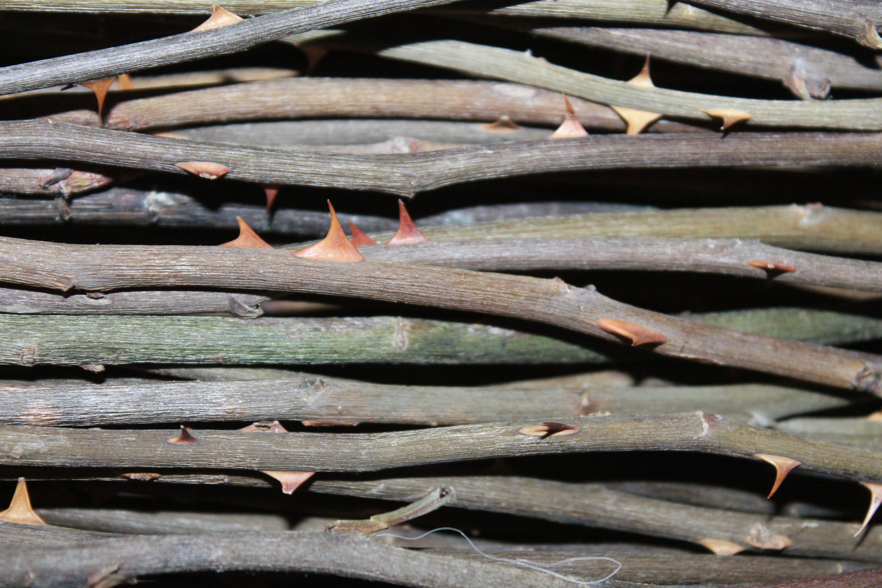 Rose Stem Thorn Branches Dried Flowers Stems Rosehip Branches Natural ...