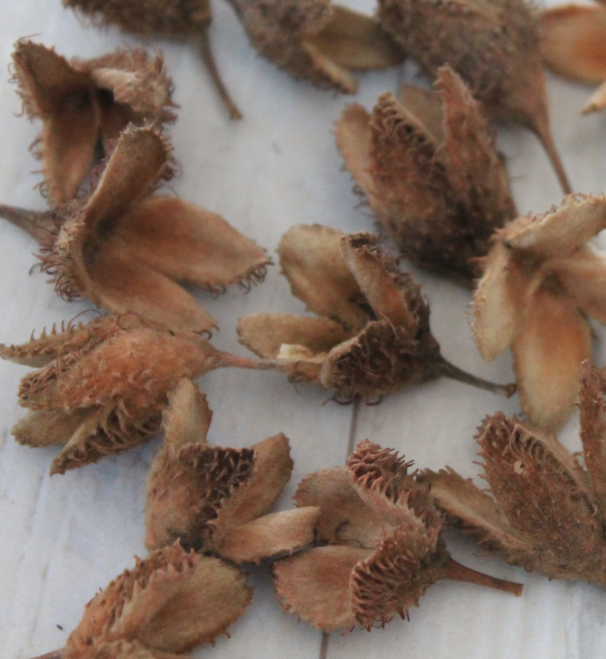 Beech Seeds Pods Natural Craft Supplies Rustic Home Decor Vase Fillers ...