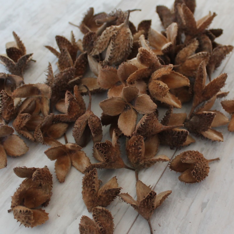 Beech Tree Seeds - Etsy