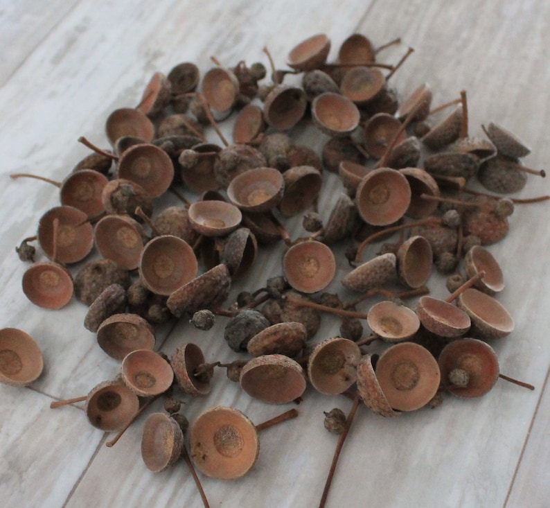 Oak Acorns Acorn Caps Natural Craft Supplies Acorns for Crafting ...