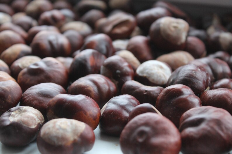 Horse Chestnut Rustic Home Decor Real Dried Chestnuts Florist Supplies ...