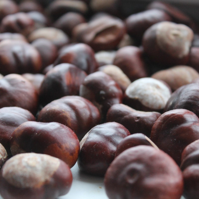 Chestnut Horse Decor - Etsy