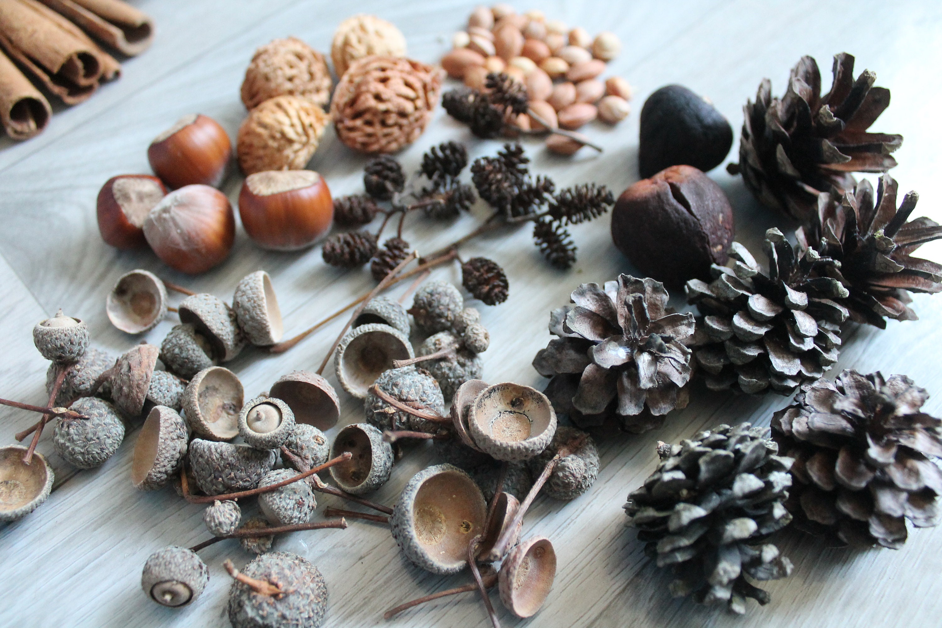 Natural Sensory Bin: Forest Finds, Kids Nature Study, Rustic Decor ...