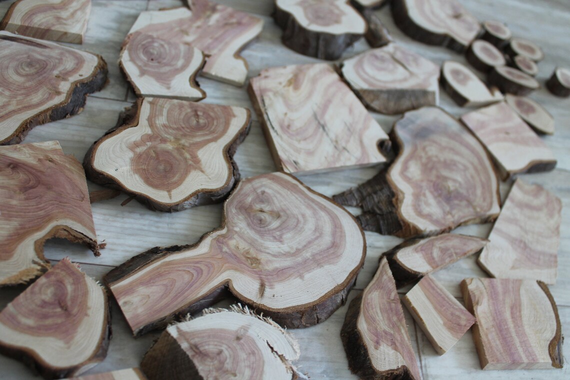 Juniper Tree Slices Wood Scraps Natural Craft Supplies Wood Pieces Diy ...