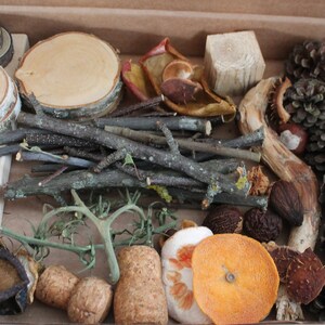 Natural Craft Supplies: Woodland Forest Finds Kit - Etsy