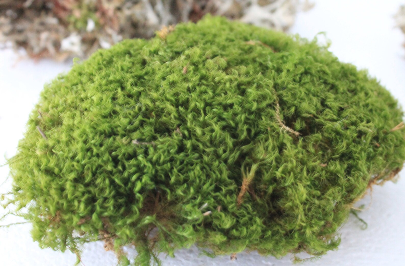 Dried Moss for Crafting Natural Forest Moss Do It Yourself Moss Wall ...