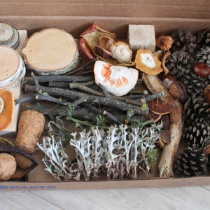 Natural Craft Supplies: Woodland Forest Finds Kit - Etsy