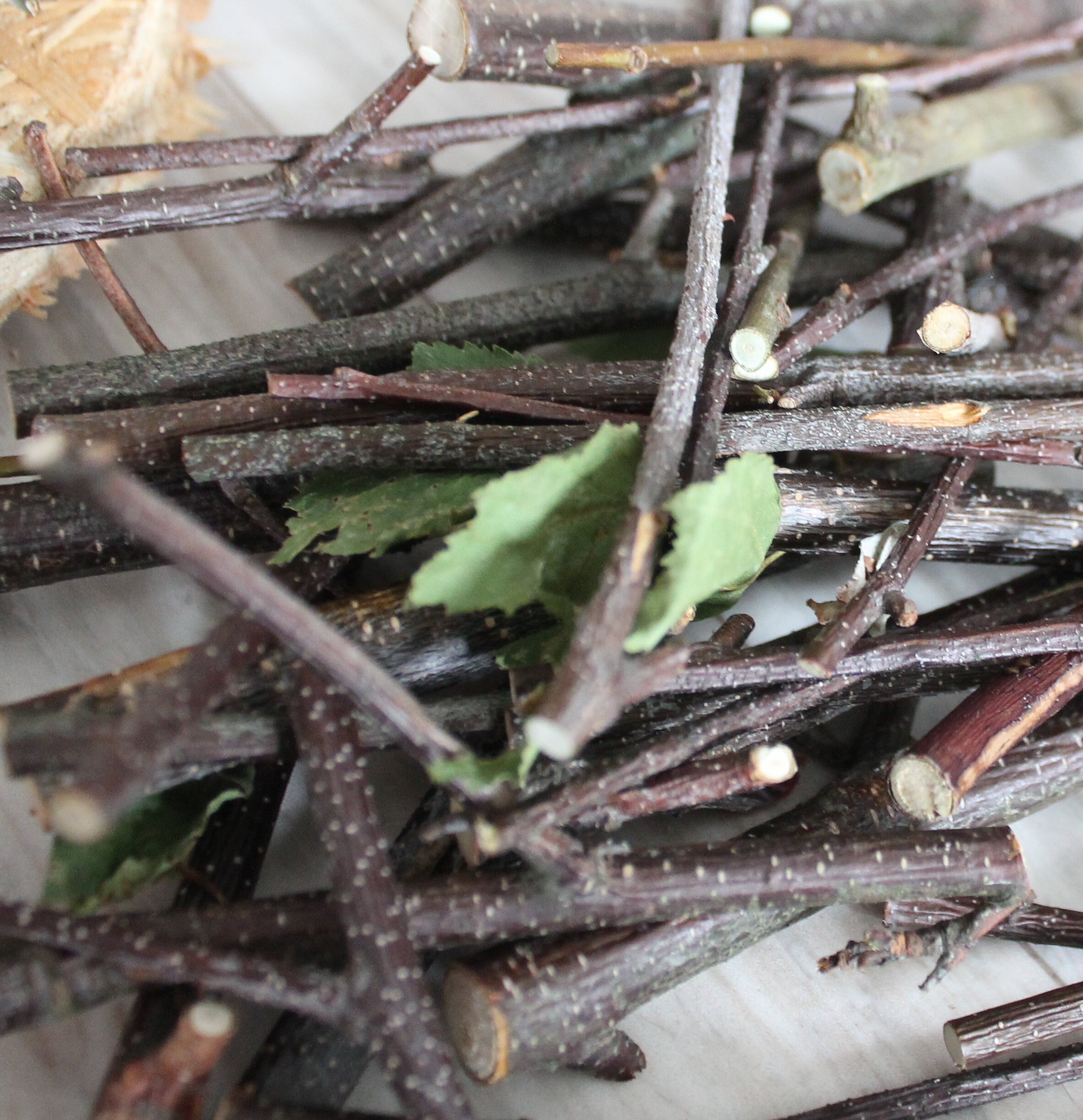 Natural Craft Supplies: Woodland Forest Finds Kit - Etsy