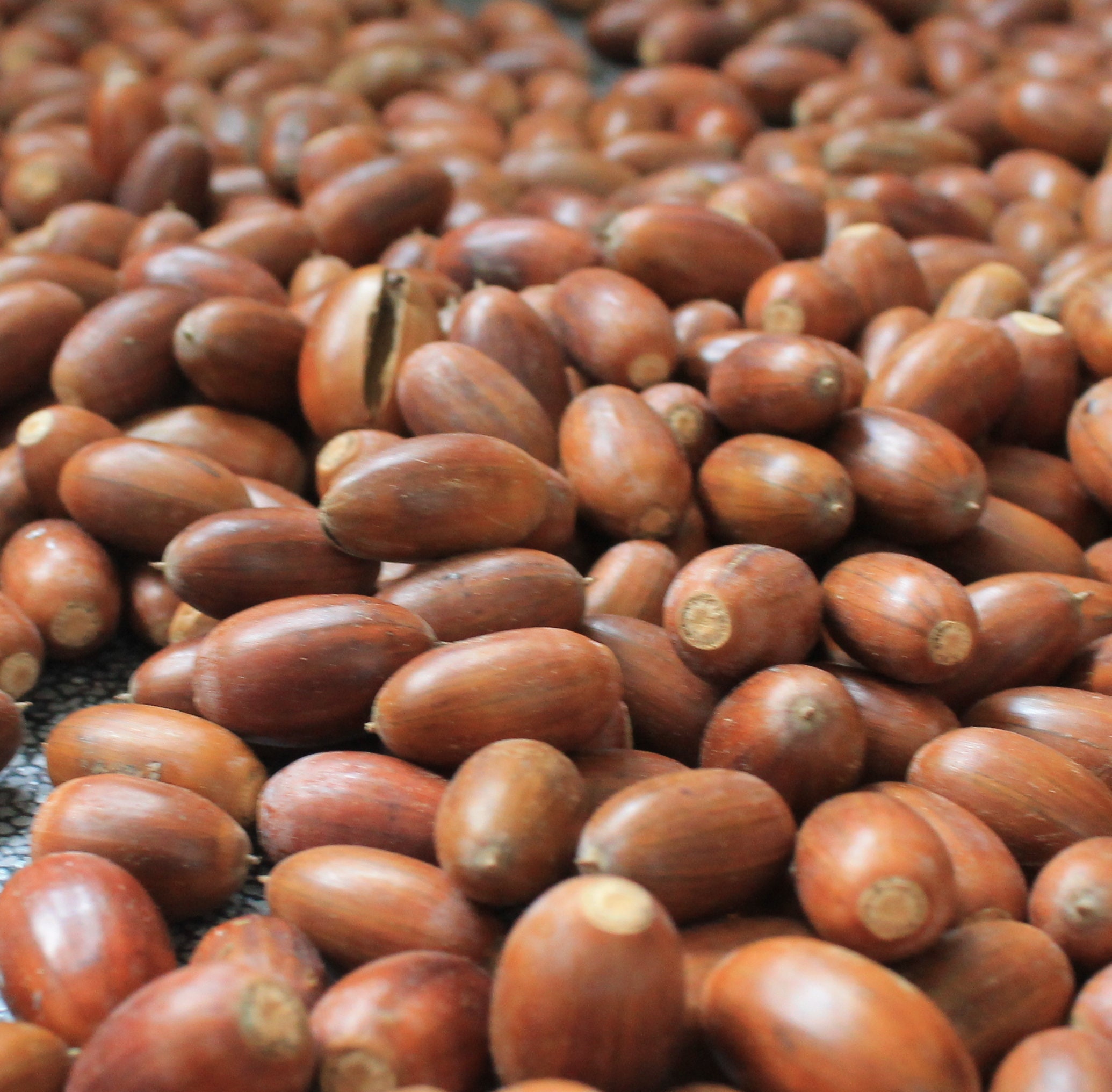 Oak Acorns Acorn Caps Natural Craft Supplies Acorns for Crafting ...