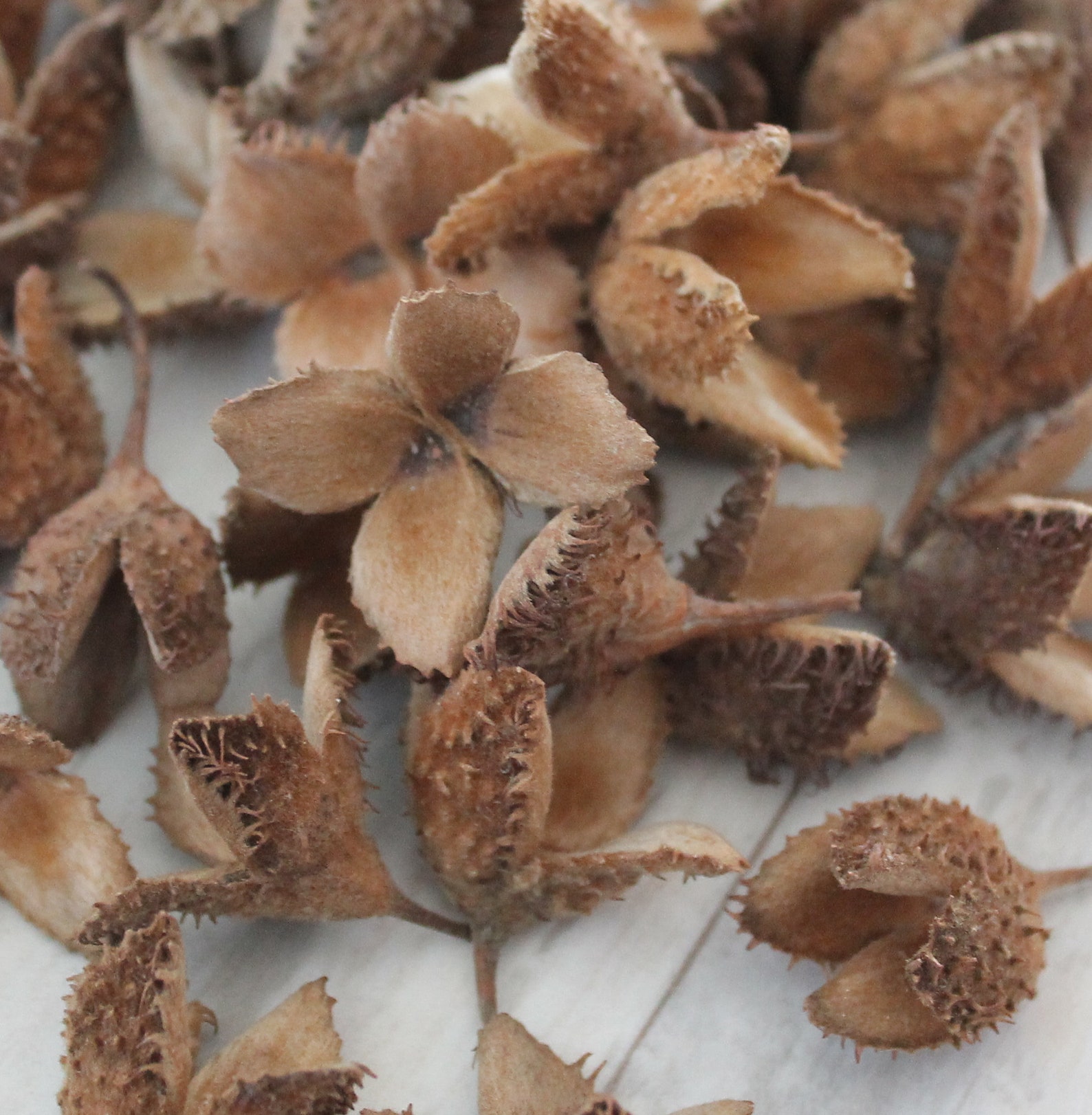 Beech Seeds Pods Natural Craft Supplies Rustic Home Decor Vase Fillers ...