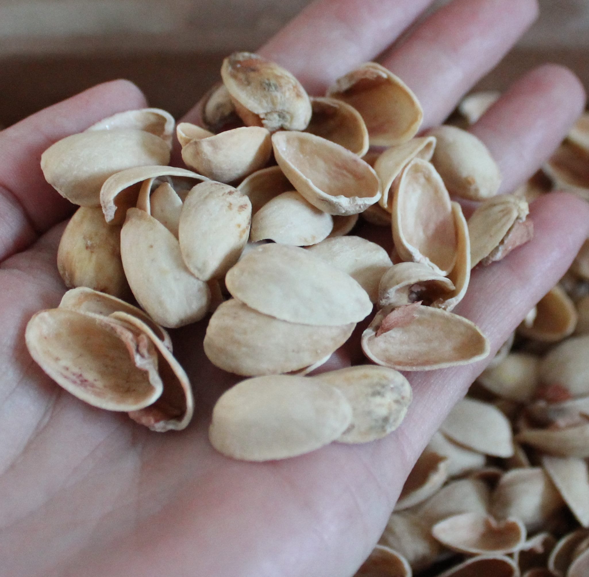 Pistachio Shells for Craft Vase Fillers Natural Craft Supplies 100/200 ...