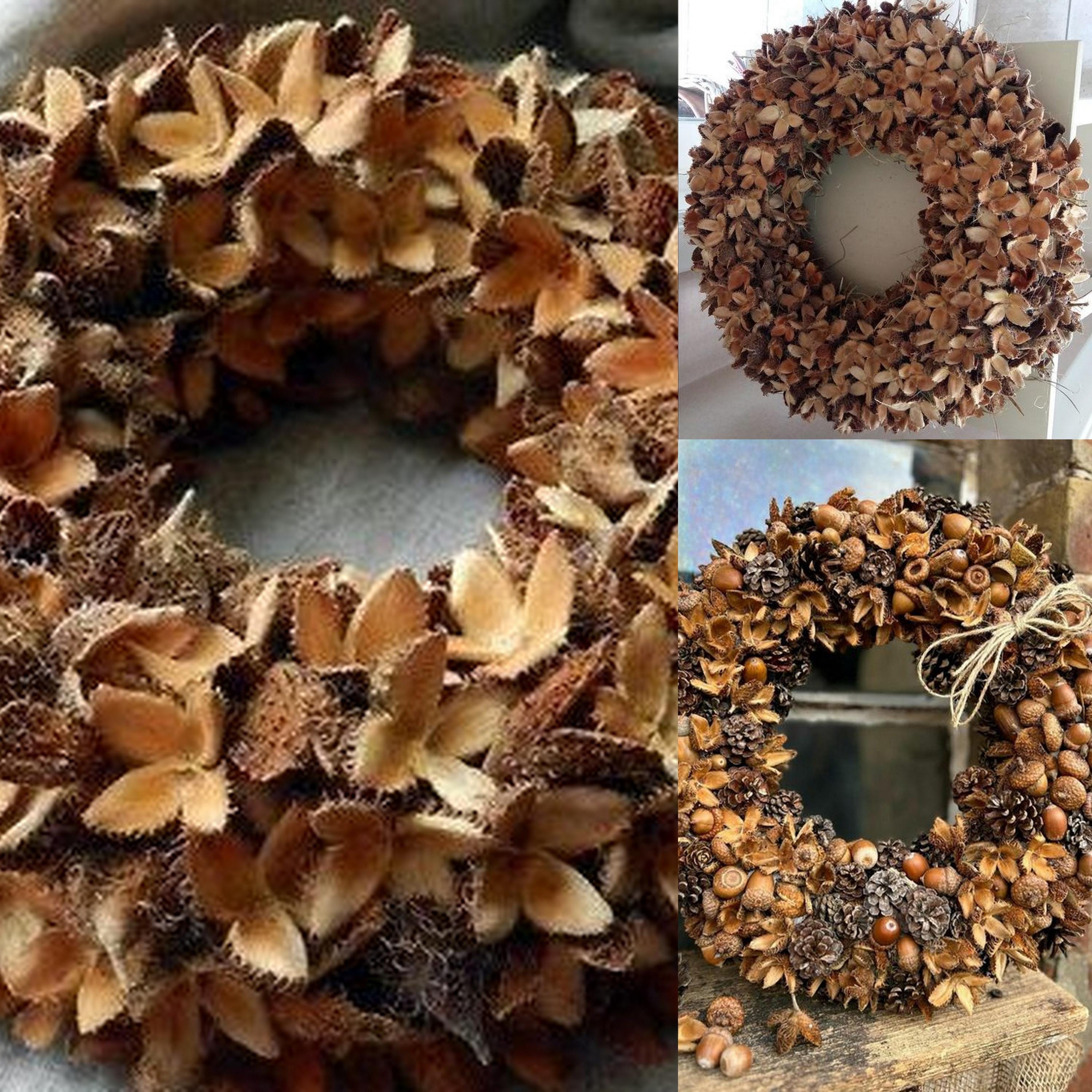 Beech Seeds Pods Natural Craft Supplies Rustic Home Decor Vase Fillers ...