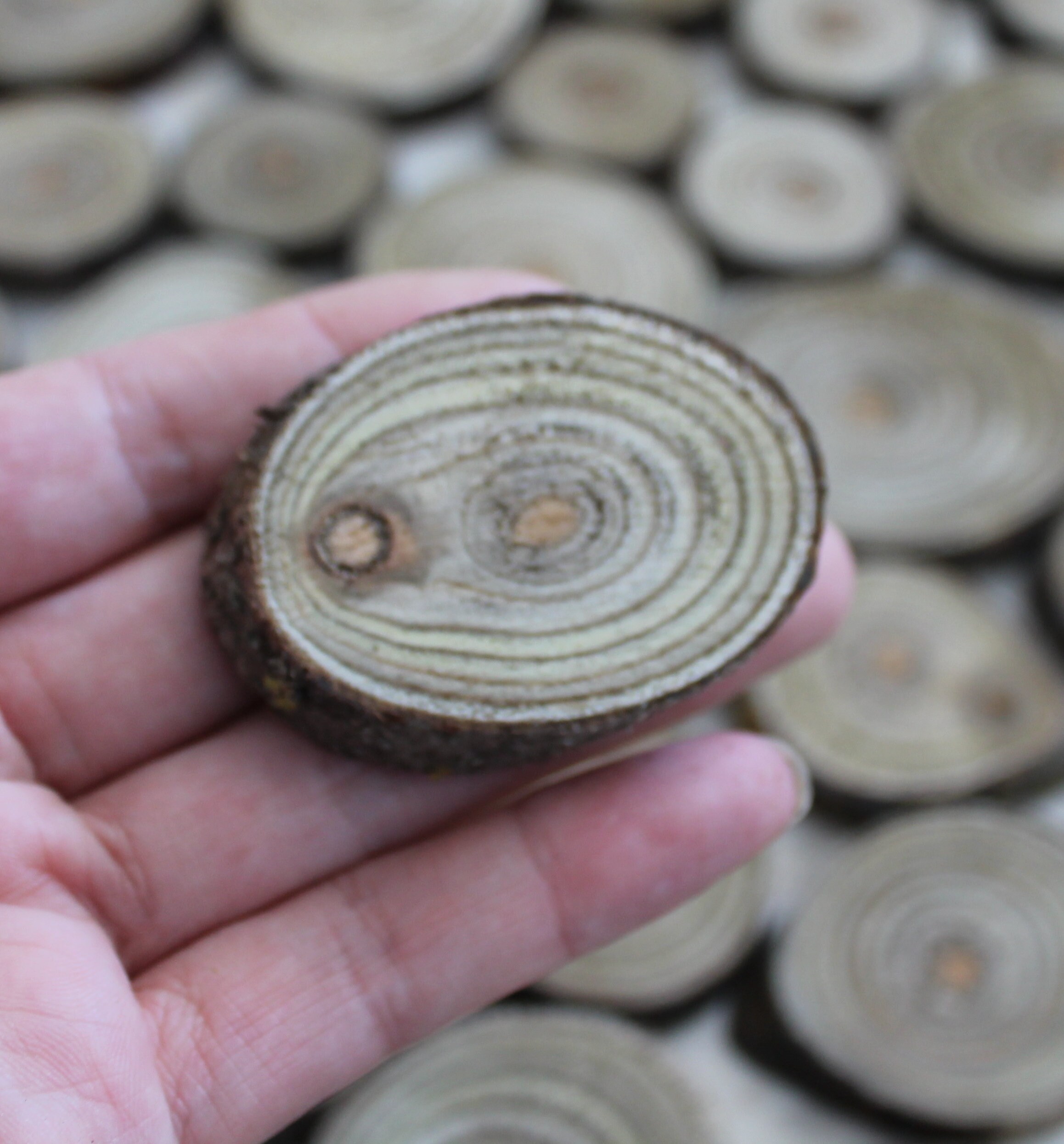 Wood Rounds Wood Slices Sumac Log Slice Wood Pieces Wood Slab - Etsy