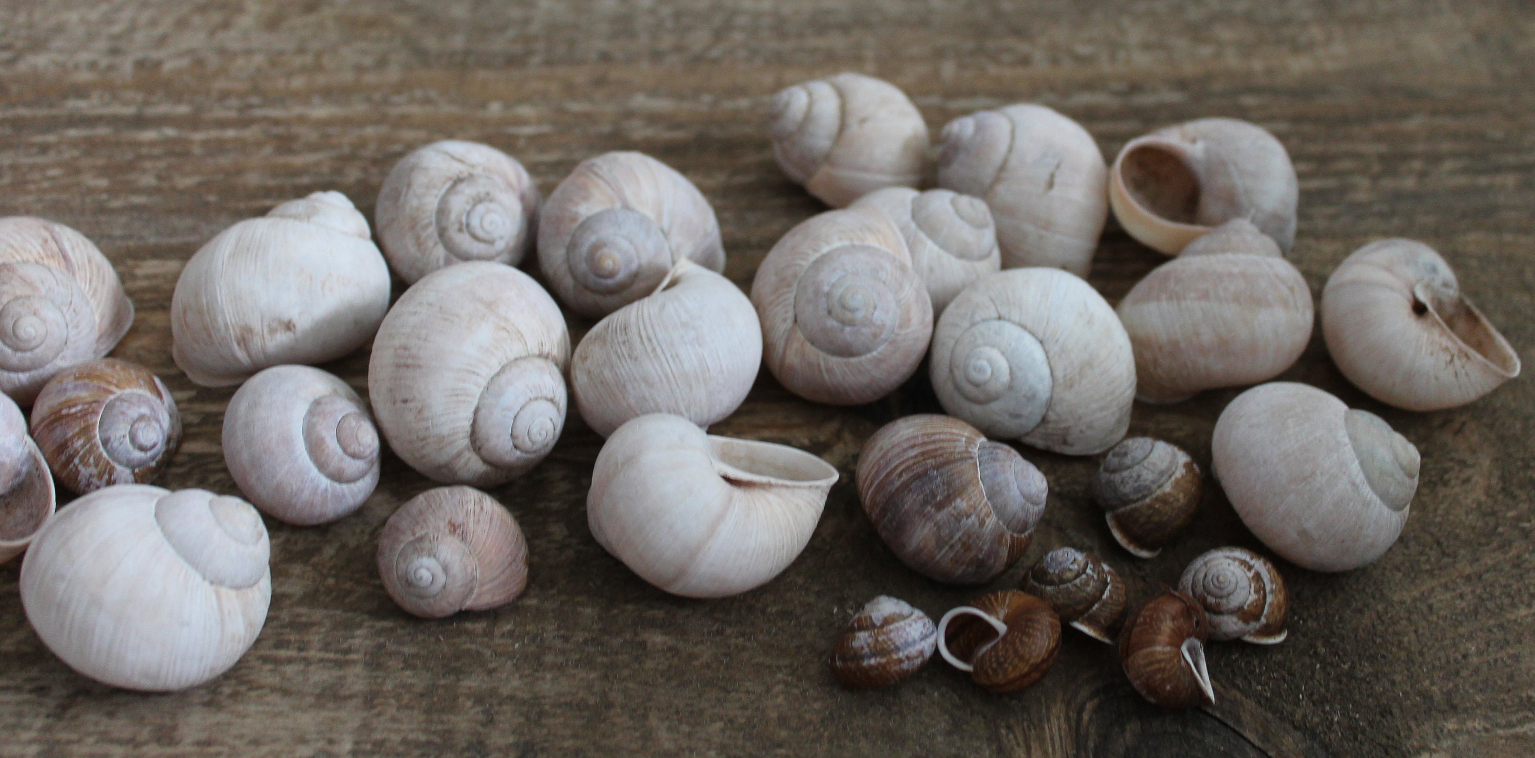 Snail Shells Natural Craft Supplies Fairy Garden Kit Rustic Home Decor ...
