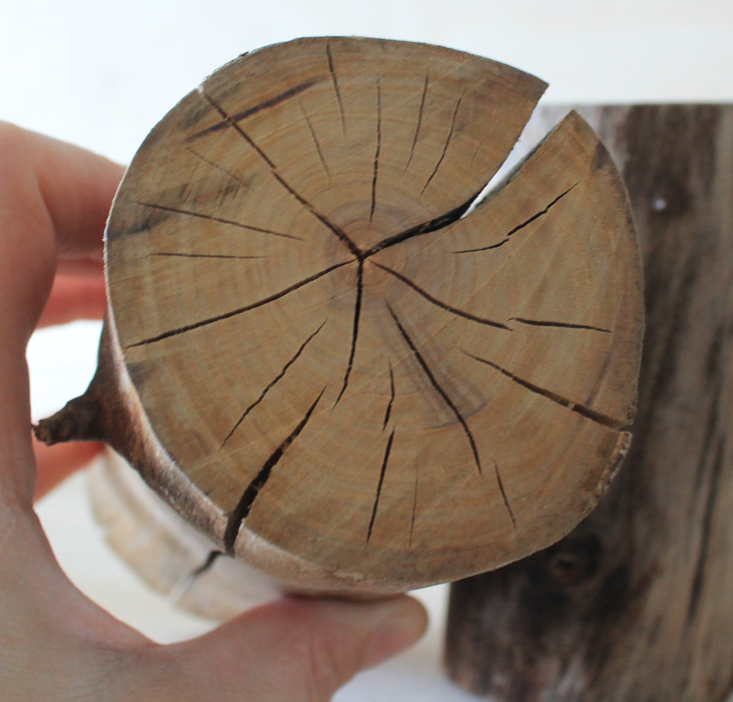 Wood Log Willow Branches Natural Craft Supplies Wood Stump Diy Kits for ...