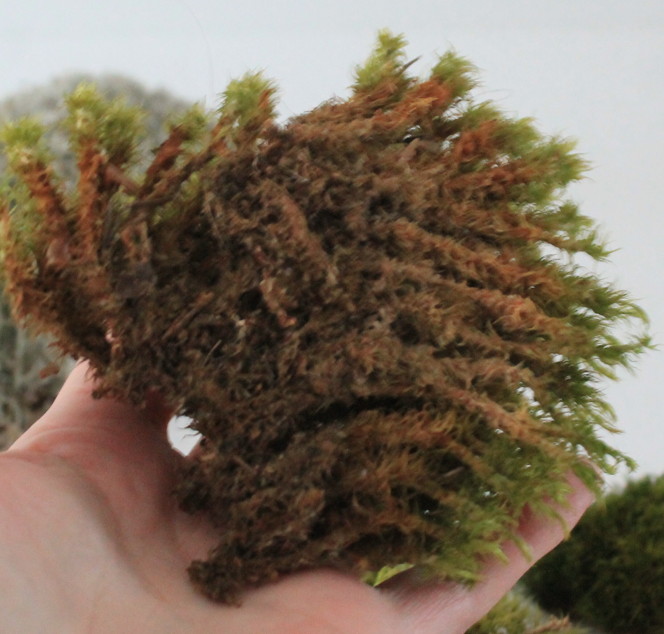 Dried Moss for Crafting Natural Forest Moss Do It Yourself Moss Wall ...