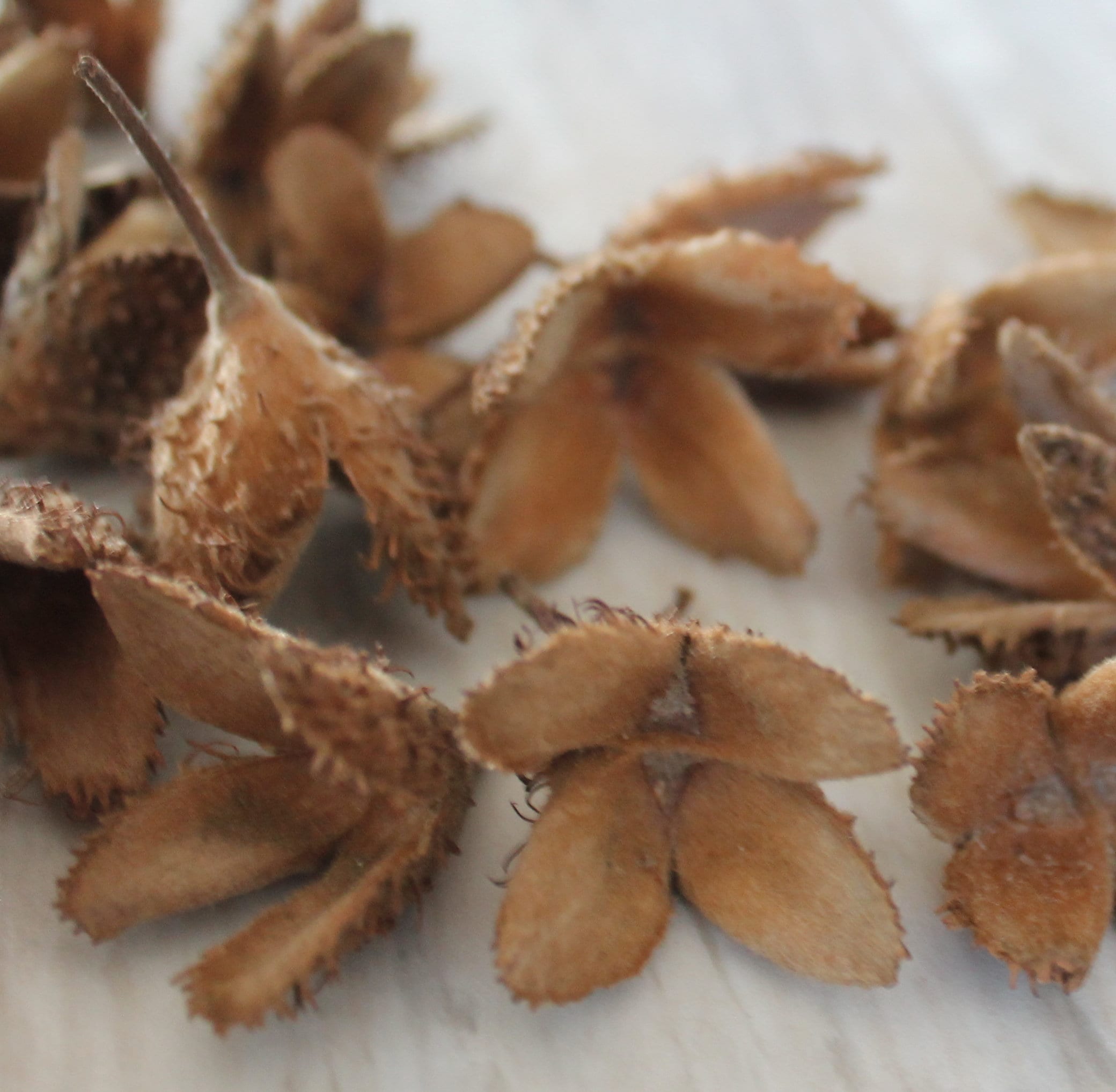 Beech Seeds Pods Natural Craft Supplies Rustic Home Decor Vase Fillers ...