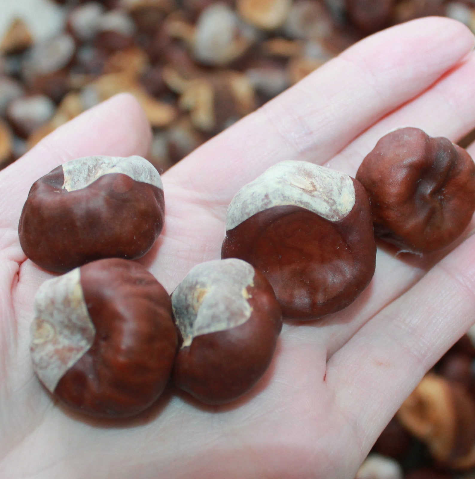 Horse Chestnut Rustic Home Decor Real Dried Chestnuts Florist Supplies ...