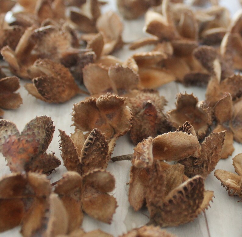 Beech Seeds Pods Natural Craft Supplies Rustic Home Decor Vase Fillers ...
