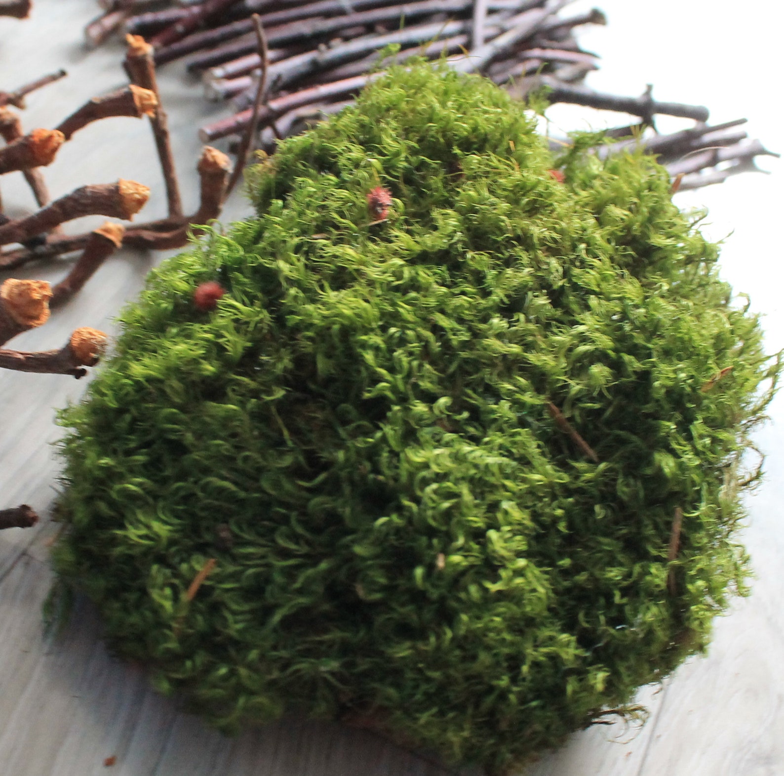 Natural Craft Supplies Forest Finds Woodland Craft Kit for Adults READY ...