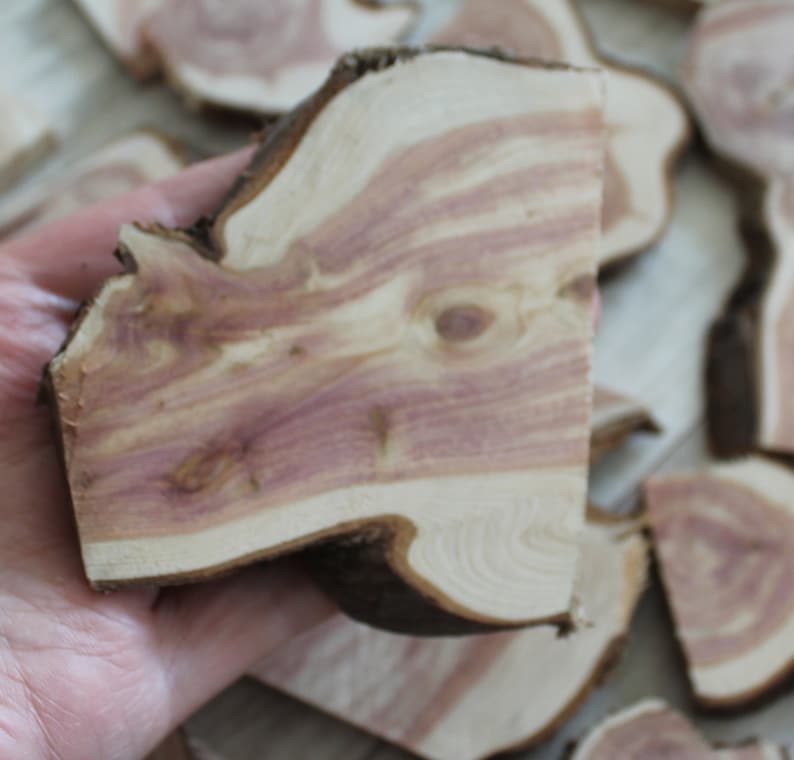 Juniper Wood Slices: Rustic Craft Supplies, DIY Kit (10 Pcs) - Etsy