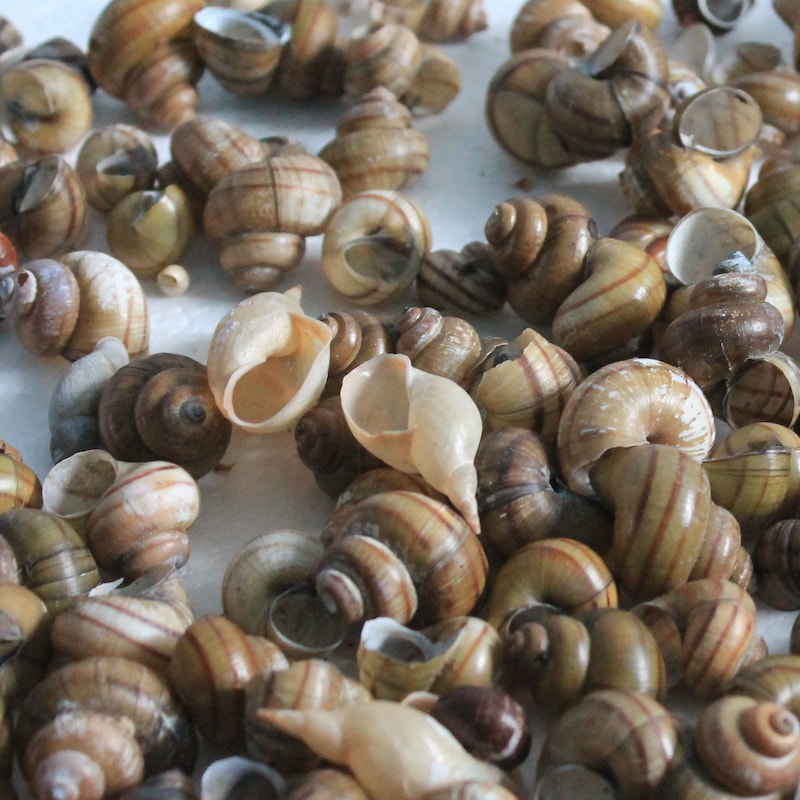 Snail Shells - Etsy