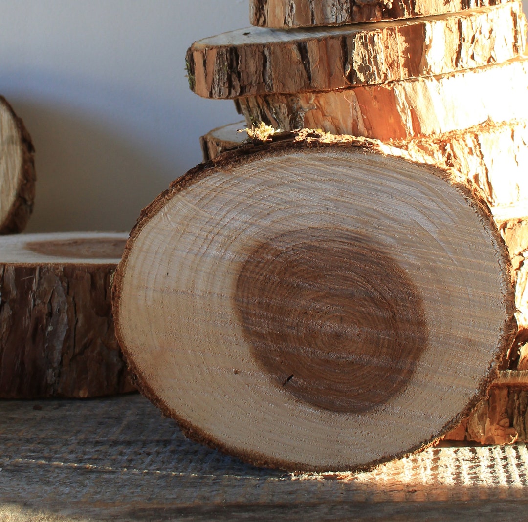 Live Edge Wood Slab: Rustic Willow Stump Slice, DIY Craft Supply (6-8 ...