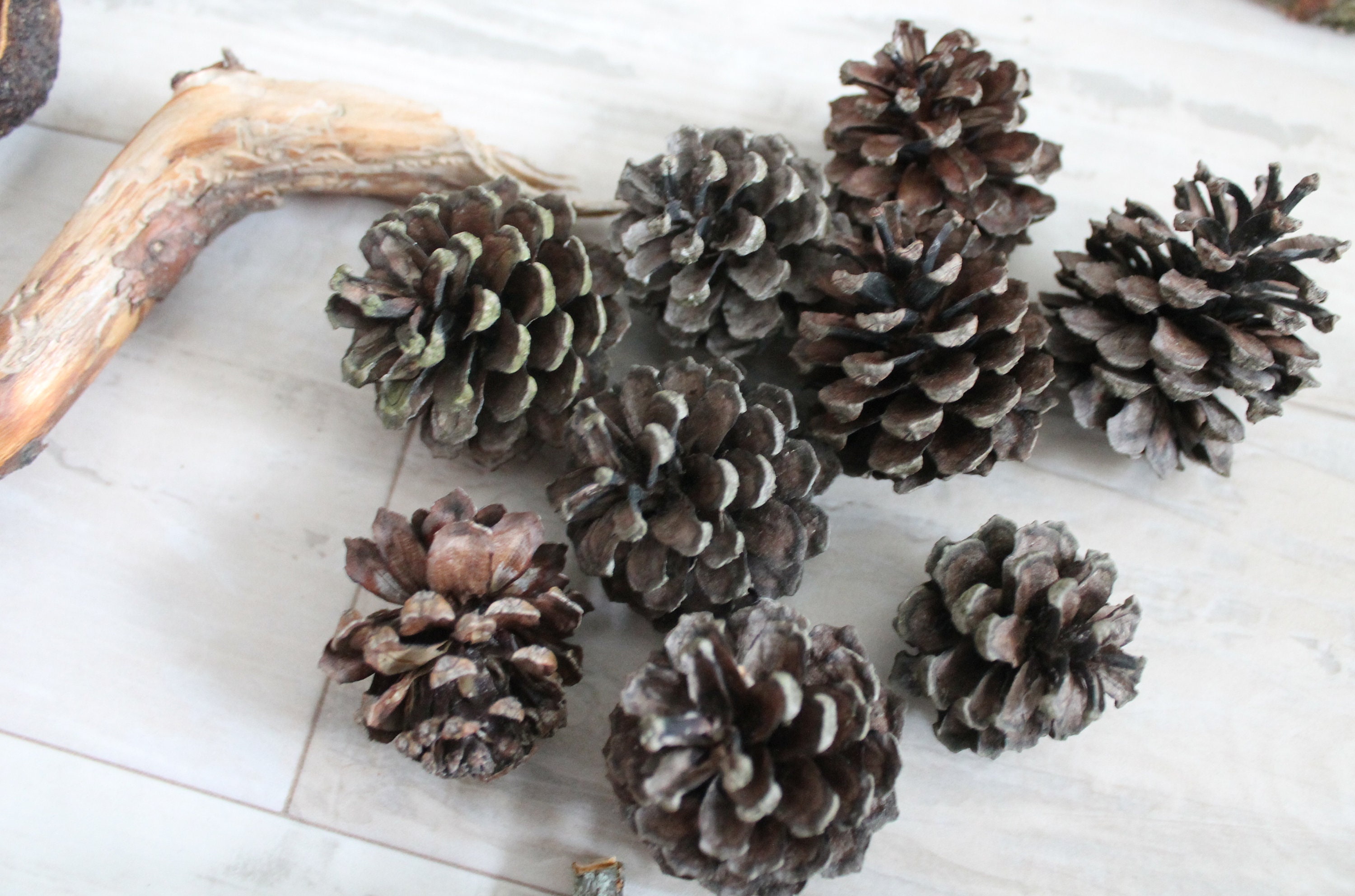 Natural Craft Supplies: Woodland Forest Finds Kit - Etsy