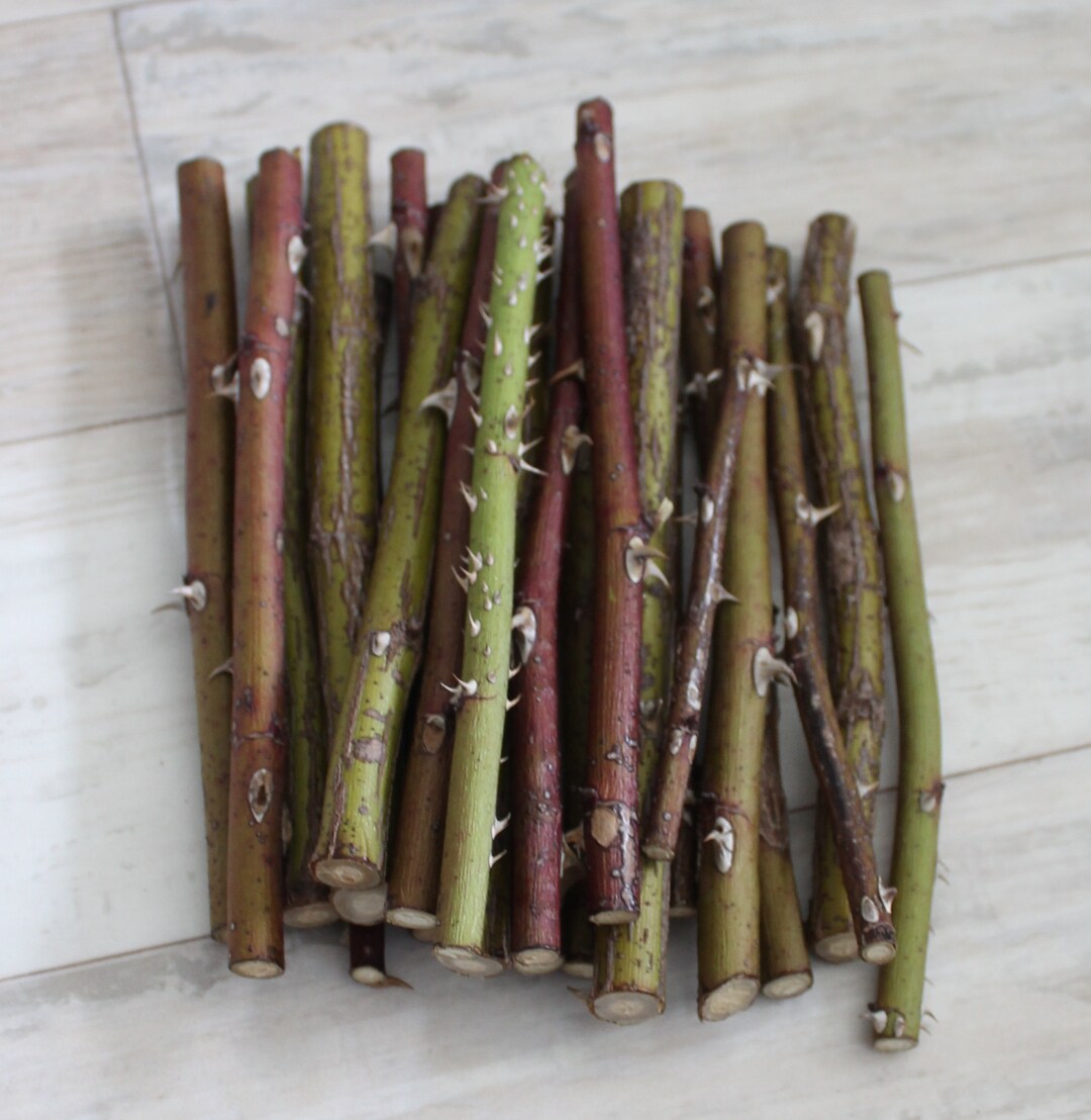 Rose Stem Thorn Branches Dried Flowers Stems Rosehip Branches Natural ...