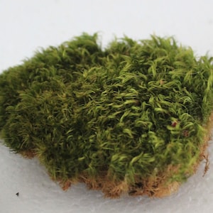 Dried Moss for Crafting Natural Forest Moss Do It Yourself Moss Wall ...