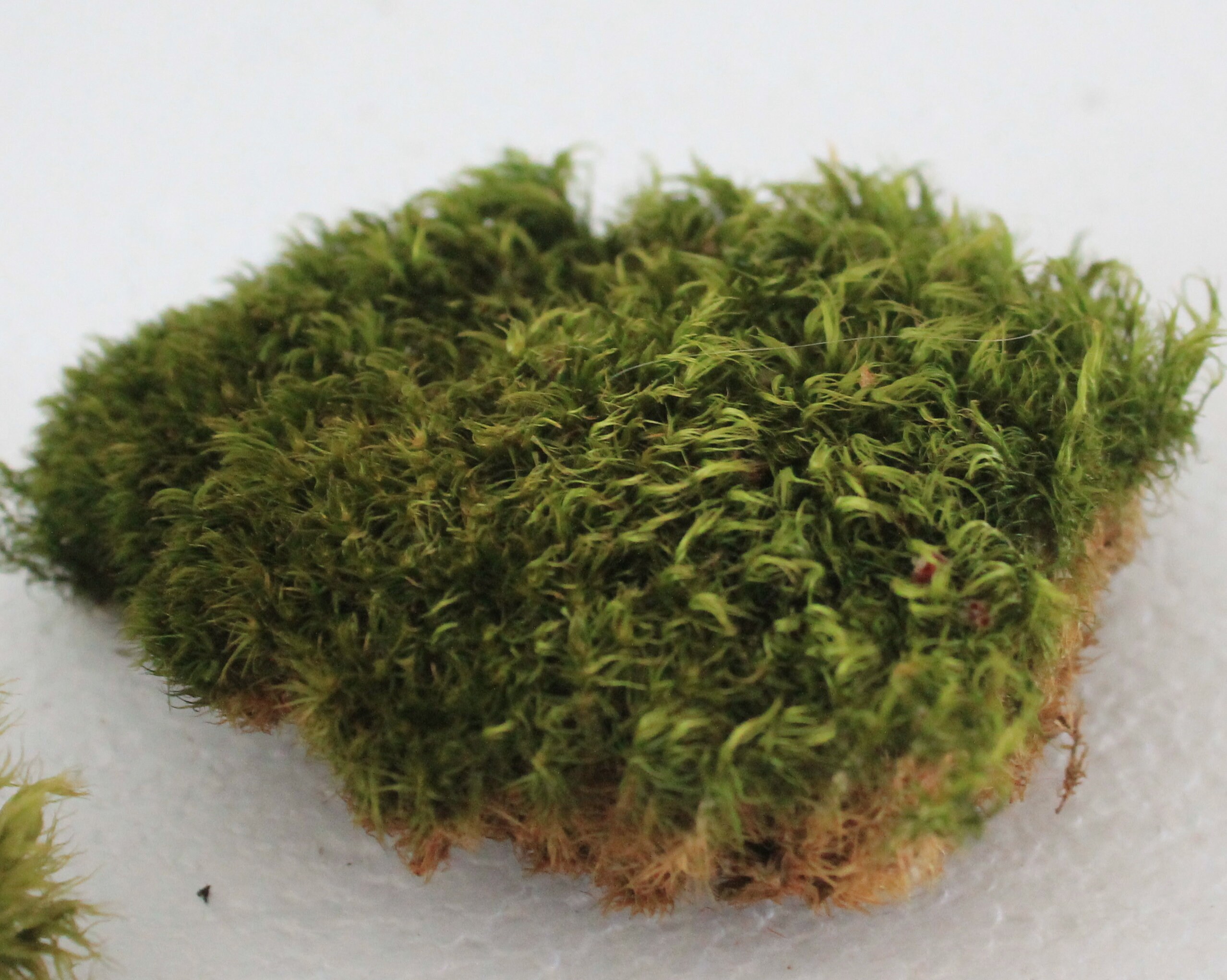 Dried Moss for Crafting Natural Forest Moss Do It Yourself Moss Wall ...