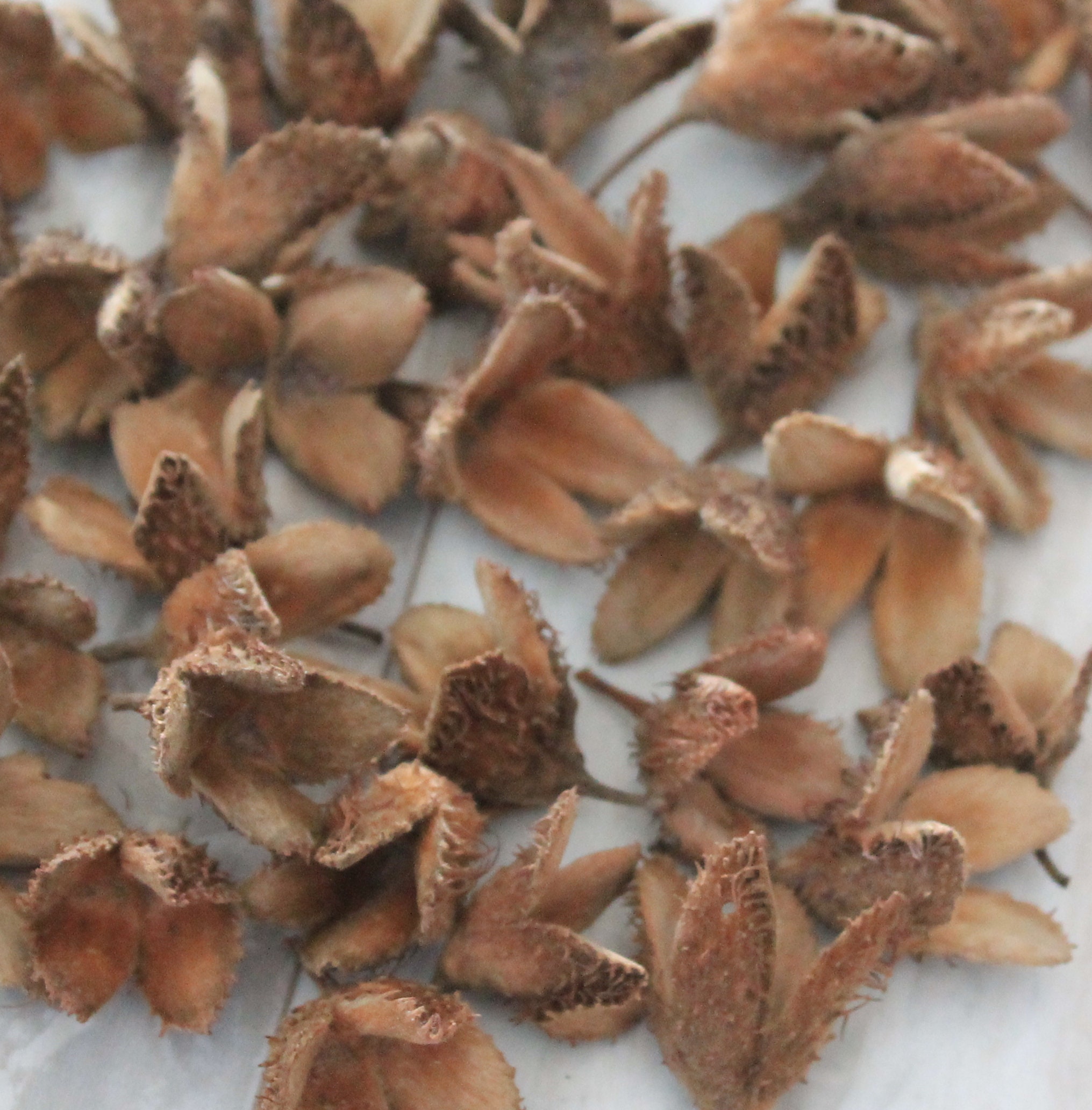 Beech Seeds Pods Natural Craft Supplies Rustic Home Decor Vase Fillers ...