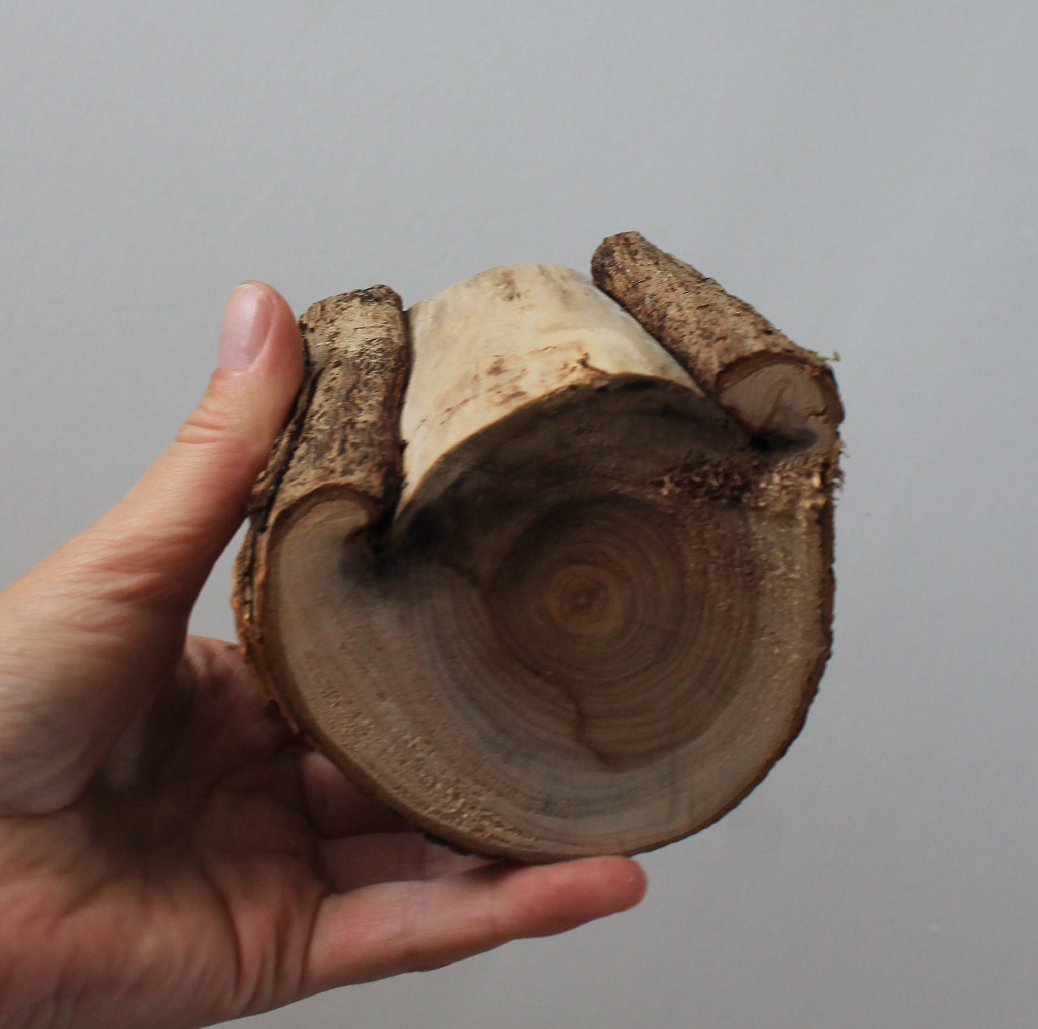 Natural Willow Wood Stump: Rustic Home Decor, DIY Crafts (1pcs) - Etsy