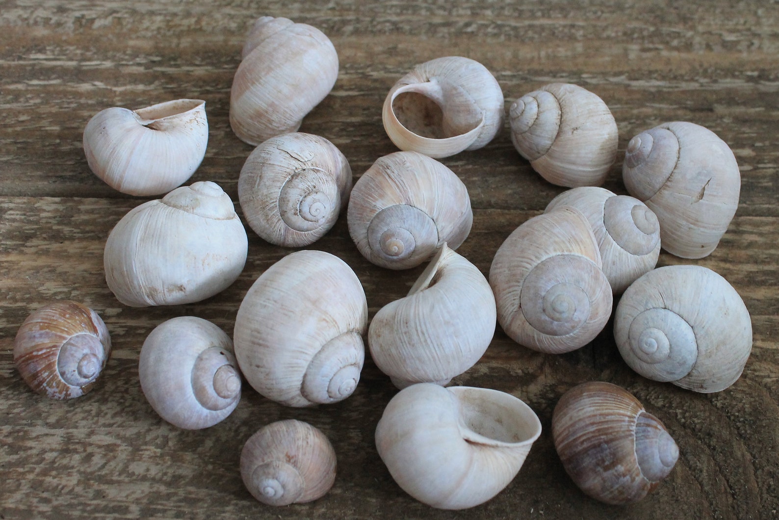 Snail Shells Natural Craft Supplies Fairy Garden Kit Rustic Home Decor ...